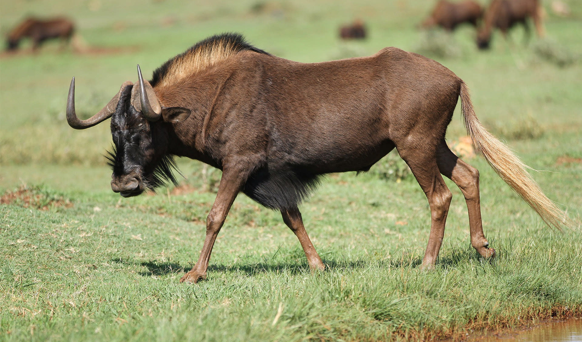 Black Wildebeest Facts Distribution And Population Biodb